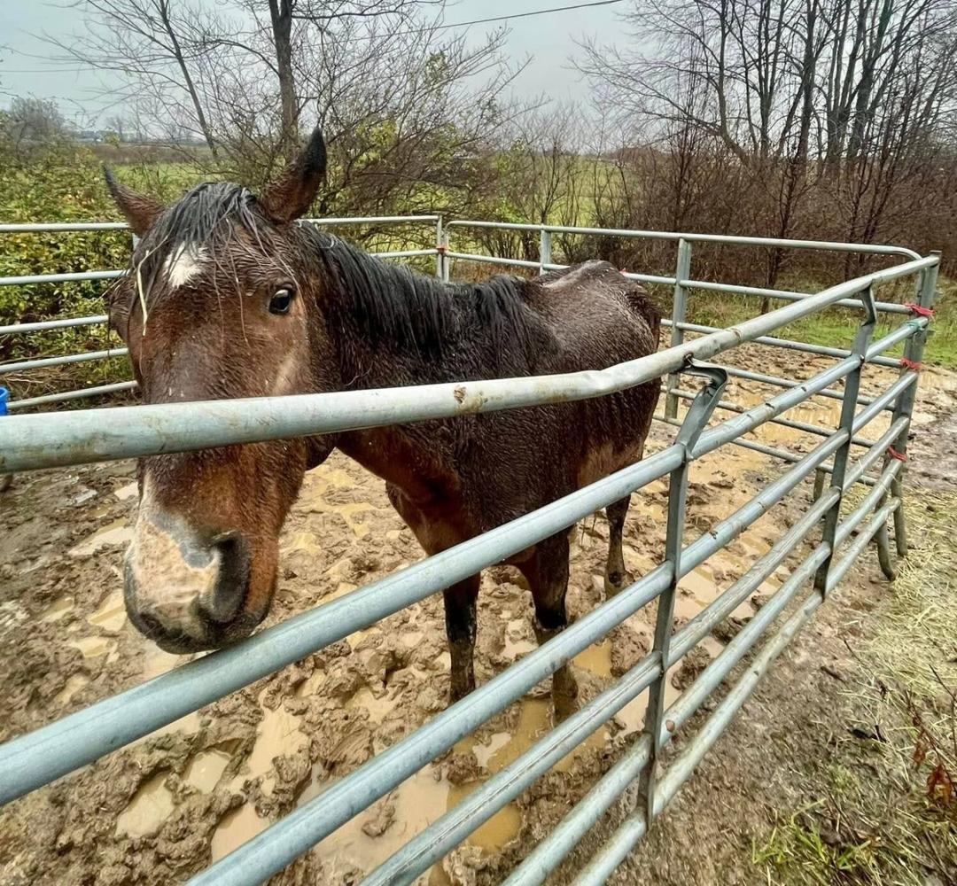 Famous racehorse among 13 severely neglected horses rescued from ...