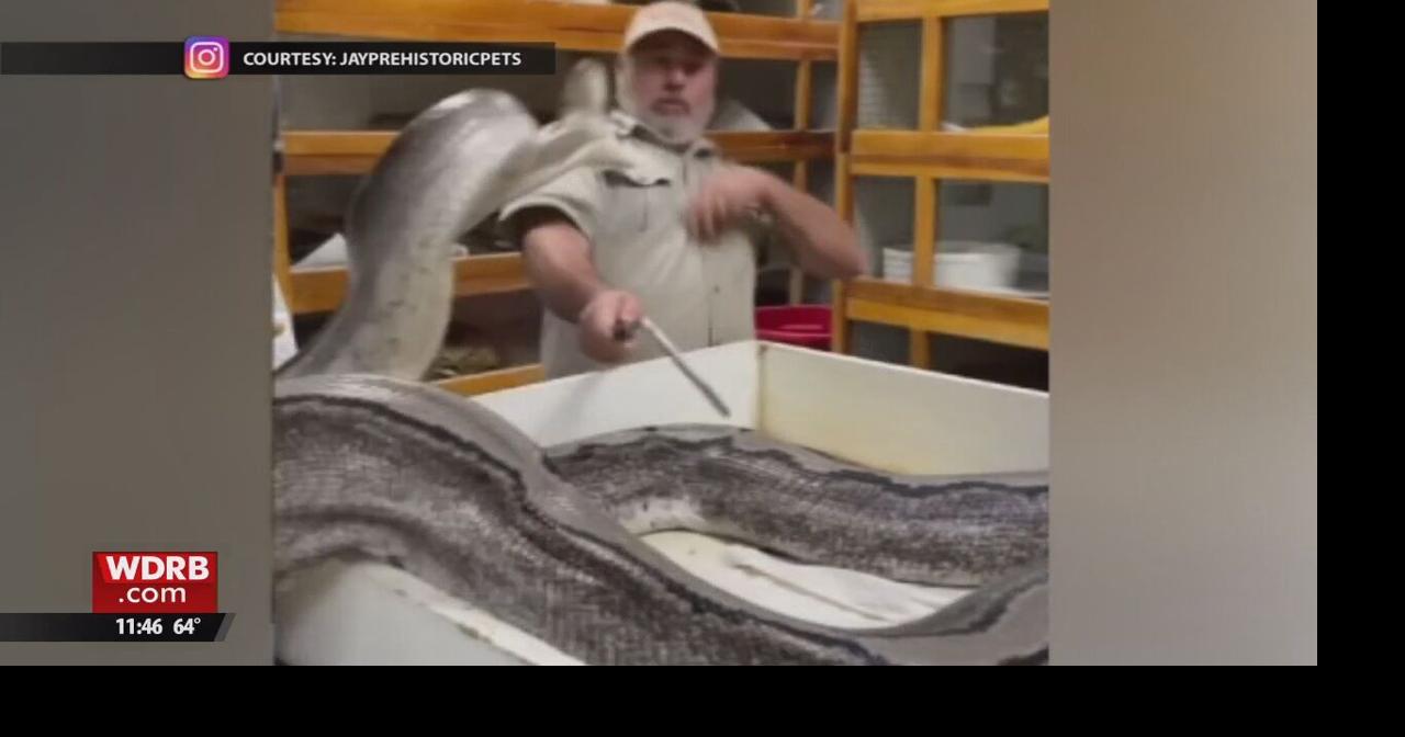 California snake handler narrowly escapes being bitten in the face by ...