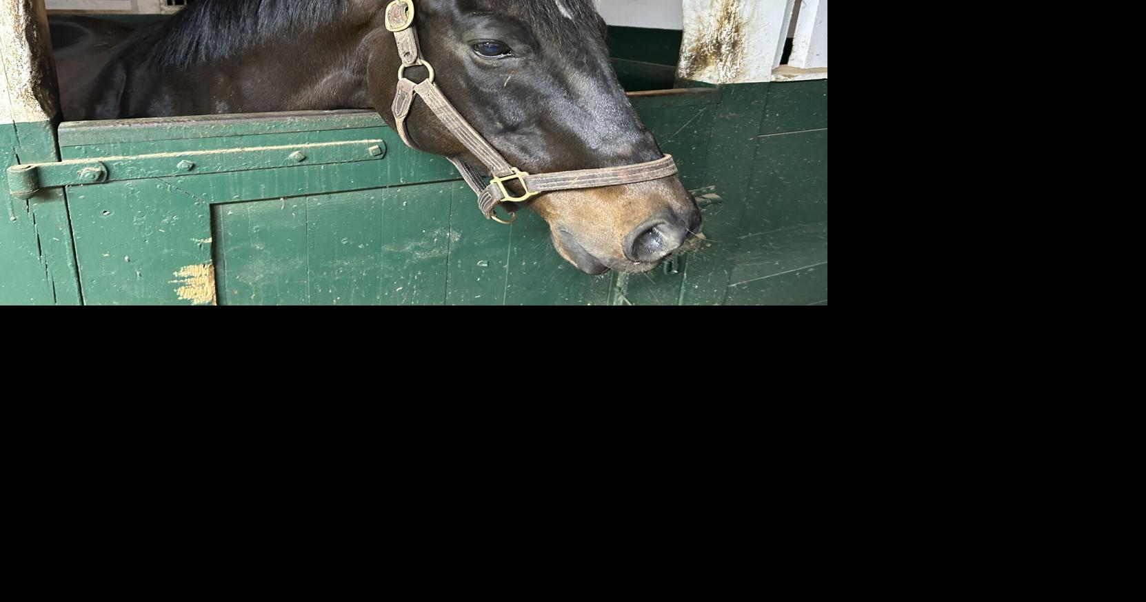 Second Stride needs your help to find retired thoroughbreds new homes ...