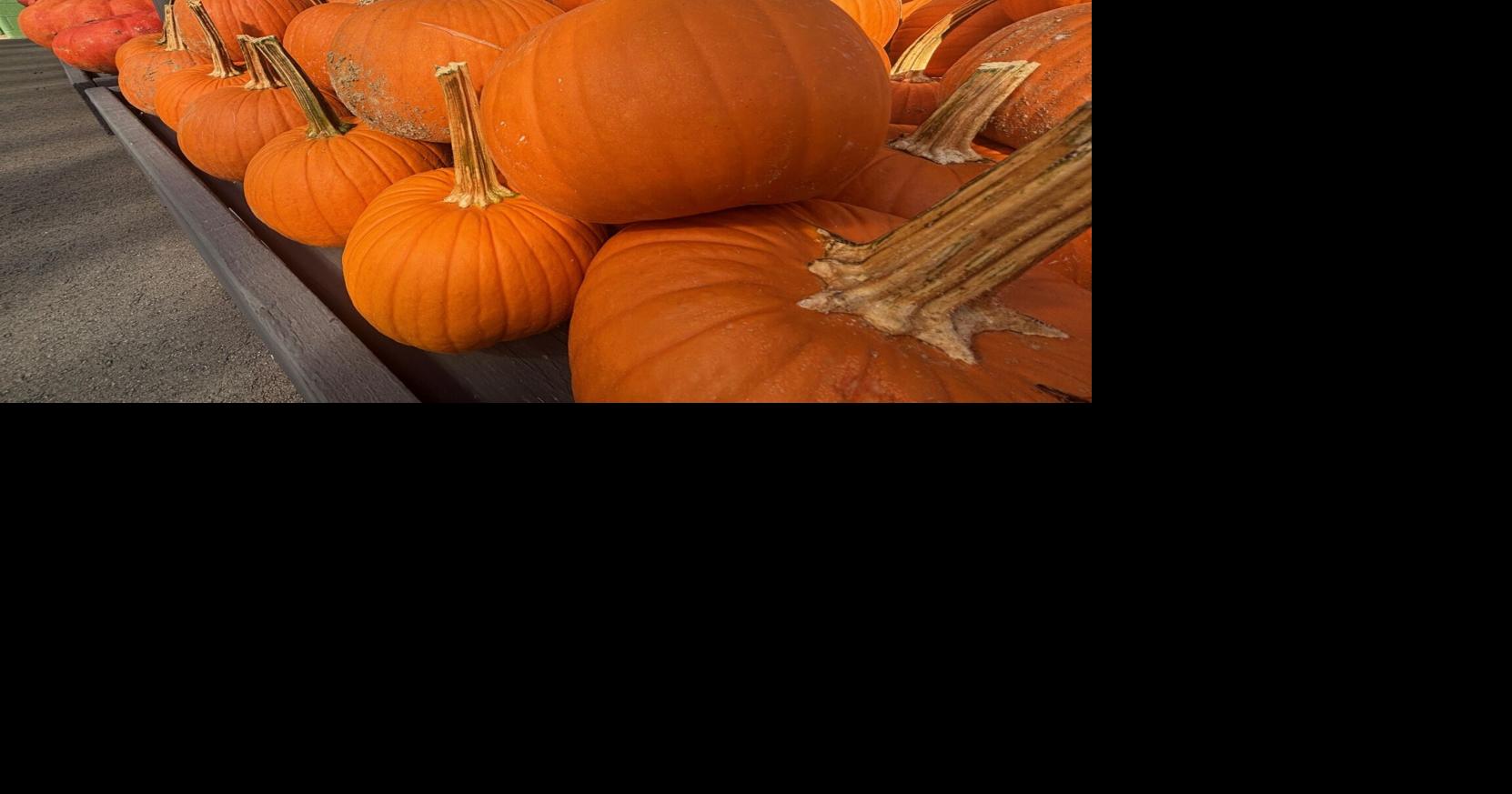 Louisville doctors warn of hand injuries from pumpkin carving ahead of ...