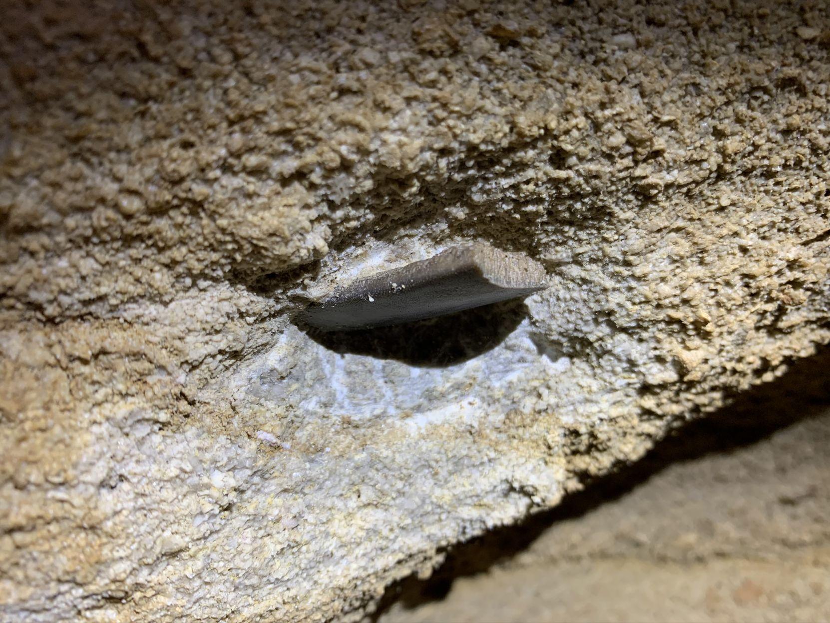 Sharks in Kentucky? Scientists make significant discovery in Mammoth ...