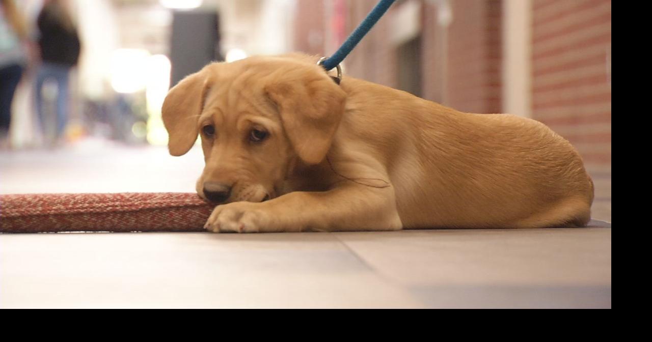 Charlestown PD names new K-9 dog after fallen Sgt. Ben Bertram | Local ...