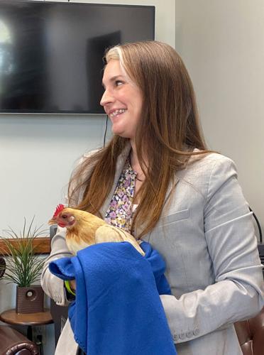 FOUND: Police chief says no 'fowl play' after rogue chicken captured in ...