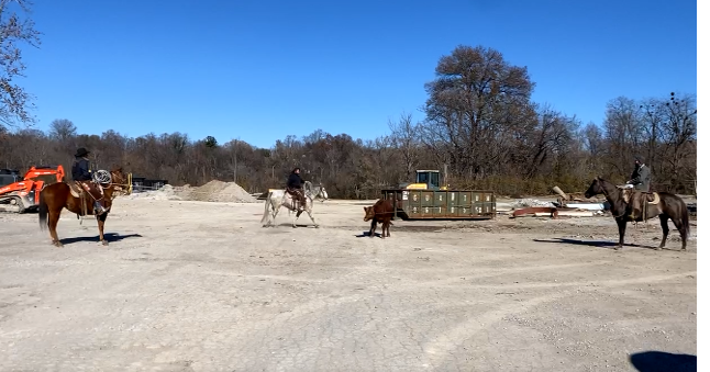 Wrangling the Cow | | wdrb.com