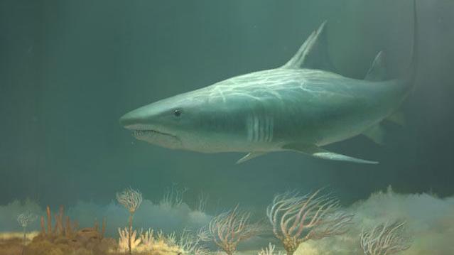 Sharks in Kentucky? Scientists make significant discovery in Mammoth ...