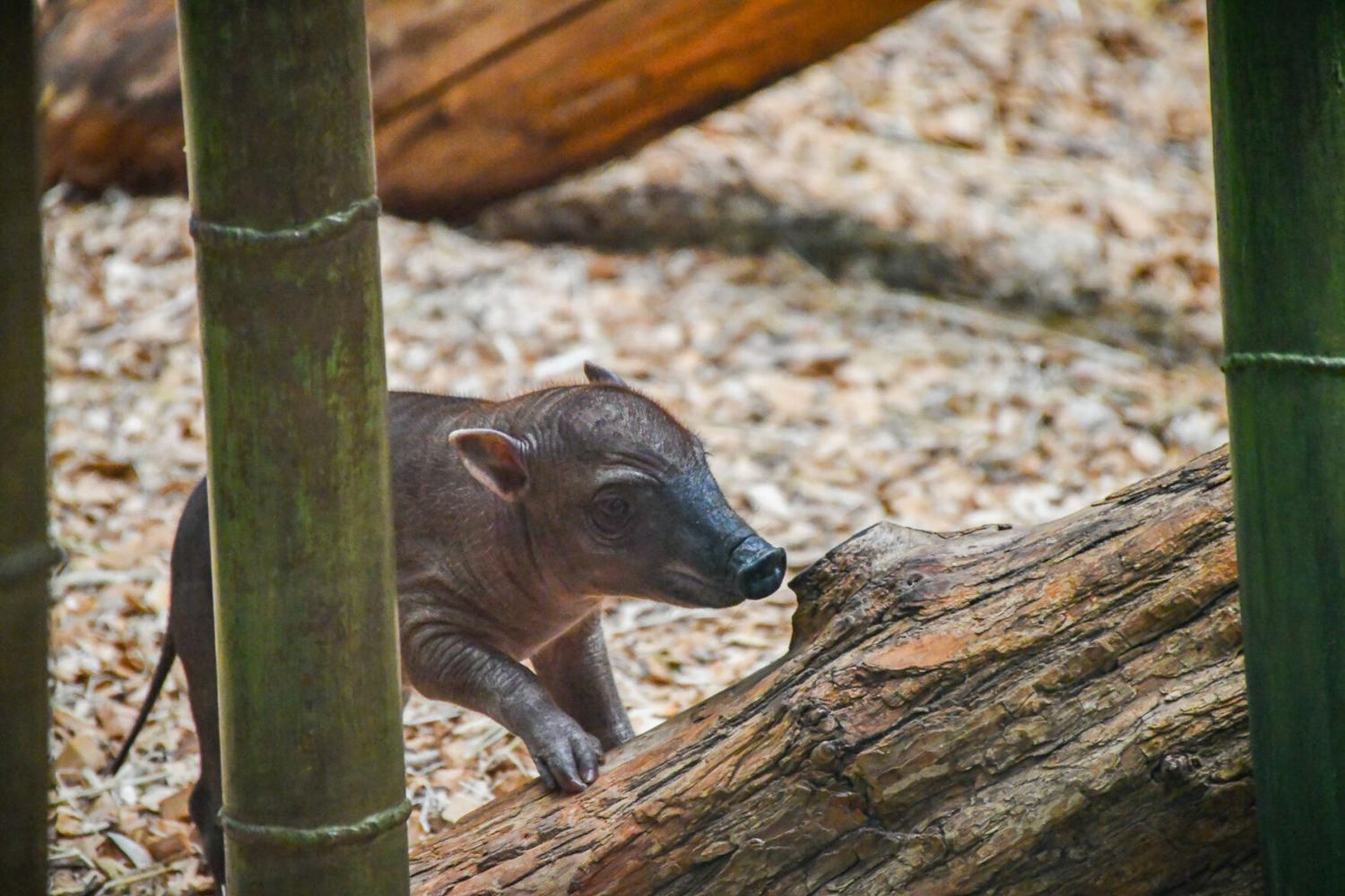 Louisville Zoo celebrates newest addition: a babirusa piglet | Local ...