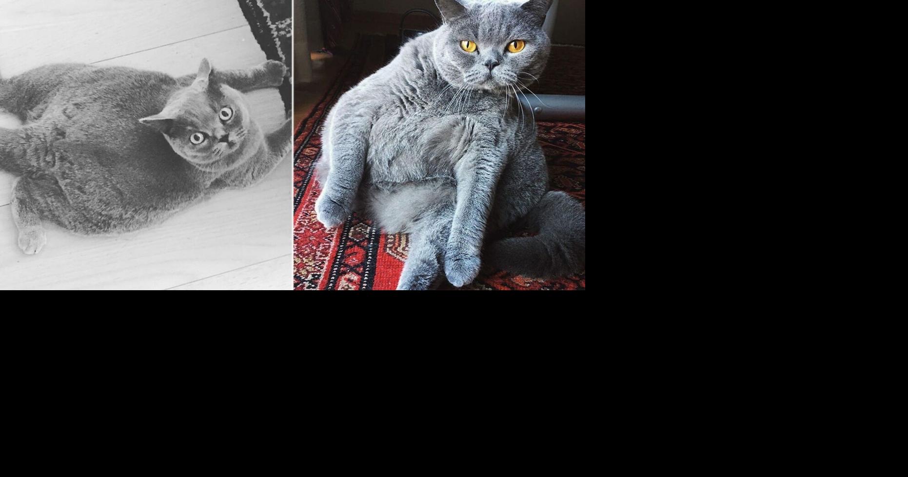 Round cat with extreme scoliosis charms social media | Morning | wdrb.com