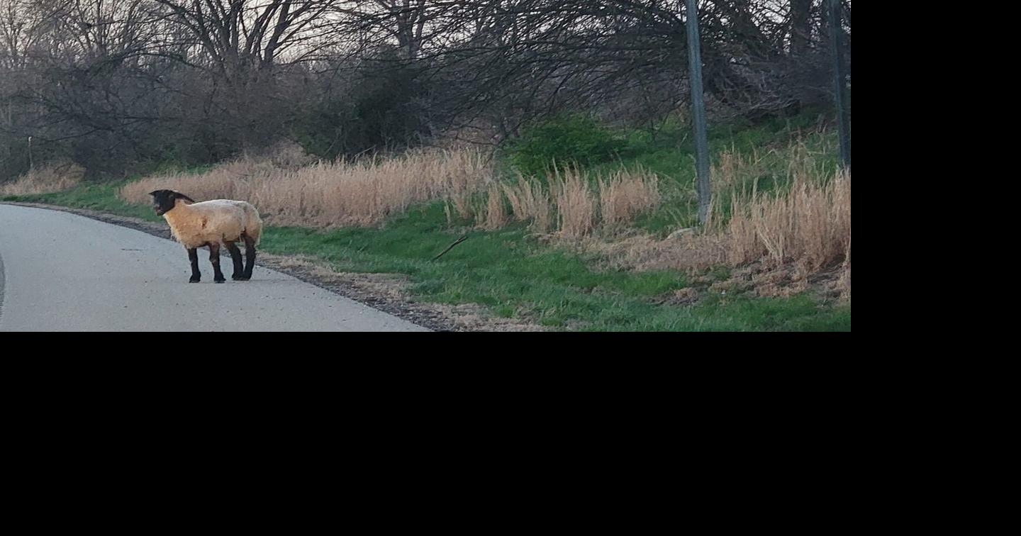 Indiana State Police find runaway sheep on roadway, searching for owner ...