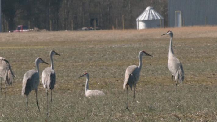 Dead sandhill cranes raise concerns over avian flu in southern Indiana ...