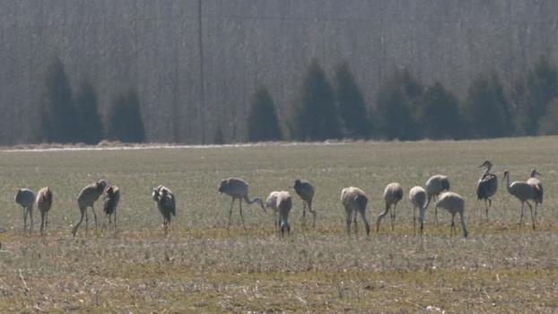 Dead sandhill cranes raise concerns over avian flu in southern Indiana ...