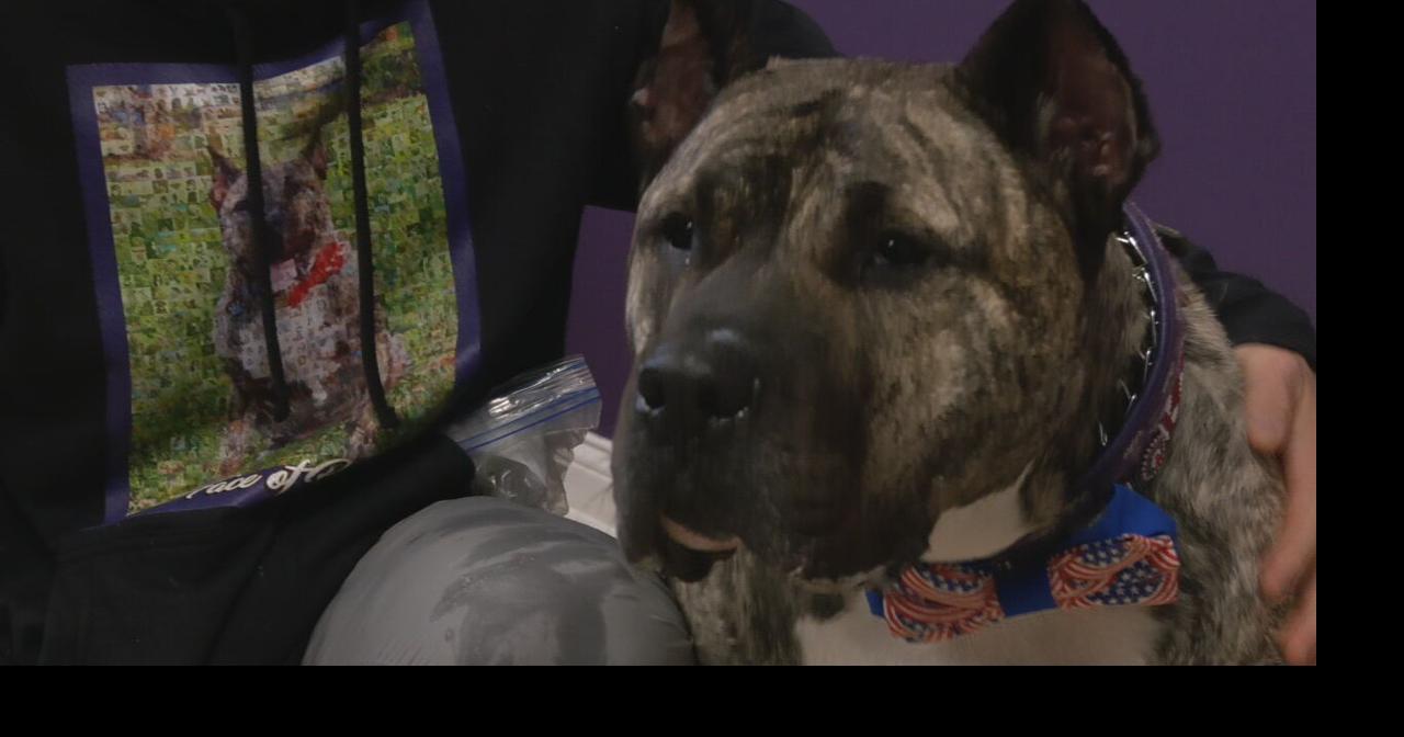 Beloved dog Ethan Almighty gets a hero wall in honor of his courage ...