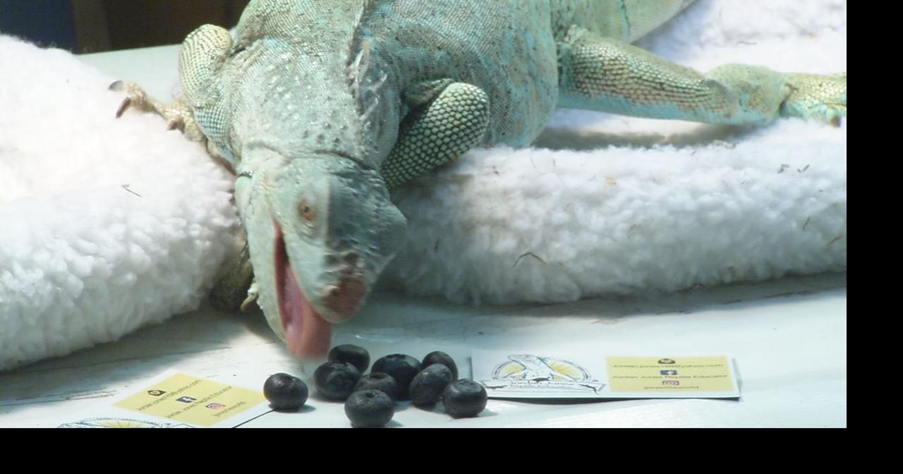 IMAGES | Inside the Indiana Reptile Breeders Expo held monthly in ...