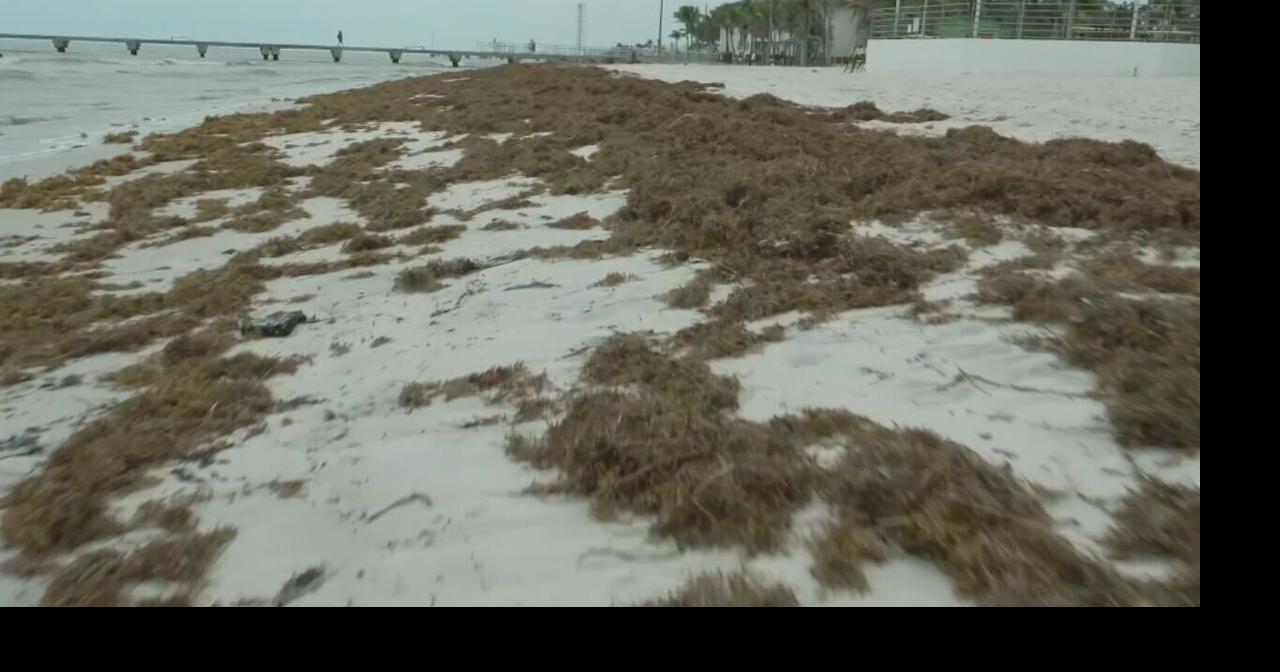 Seaweed washing up on Florida beaches could contain flesh-eating ...
