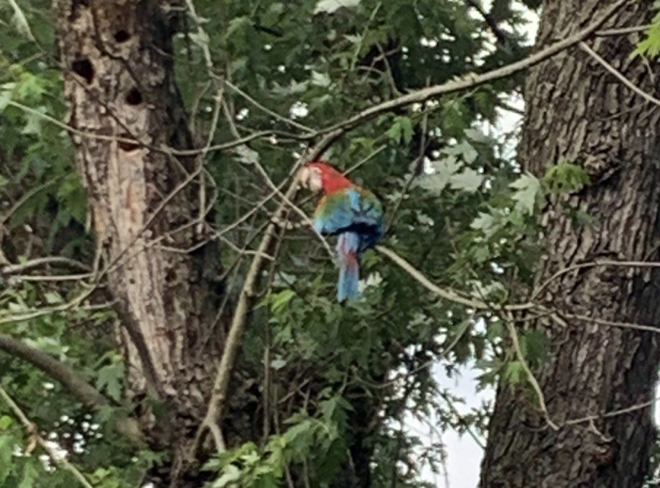 Jeffersonville Fire makes high-flying rescue of a baby macaw | News ...