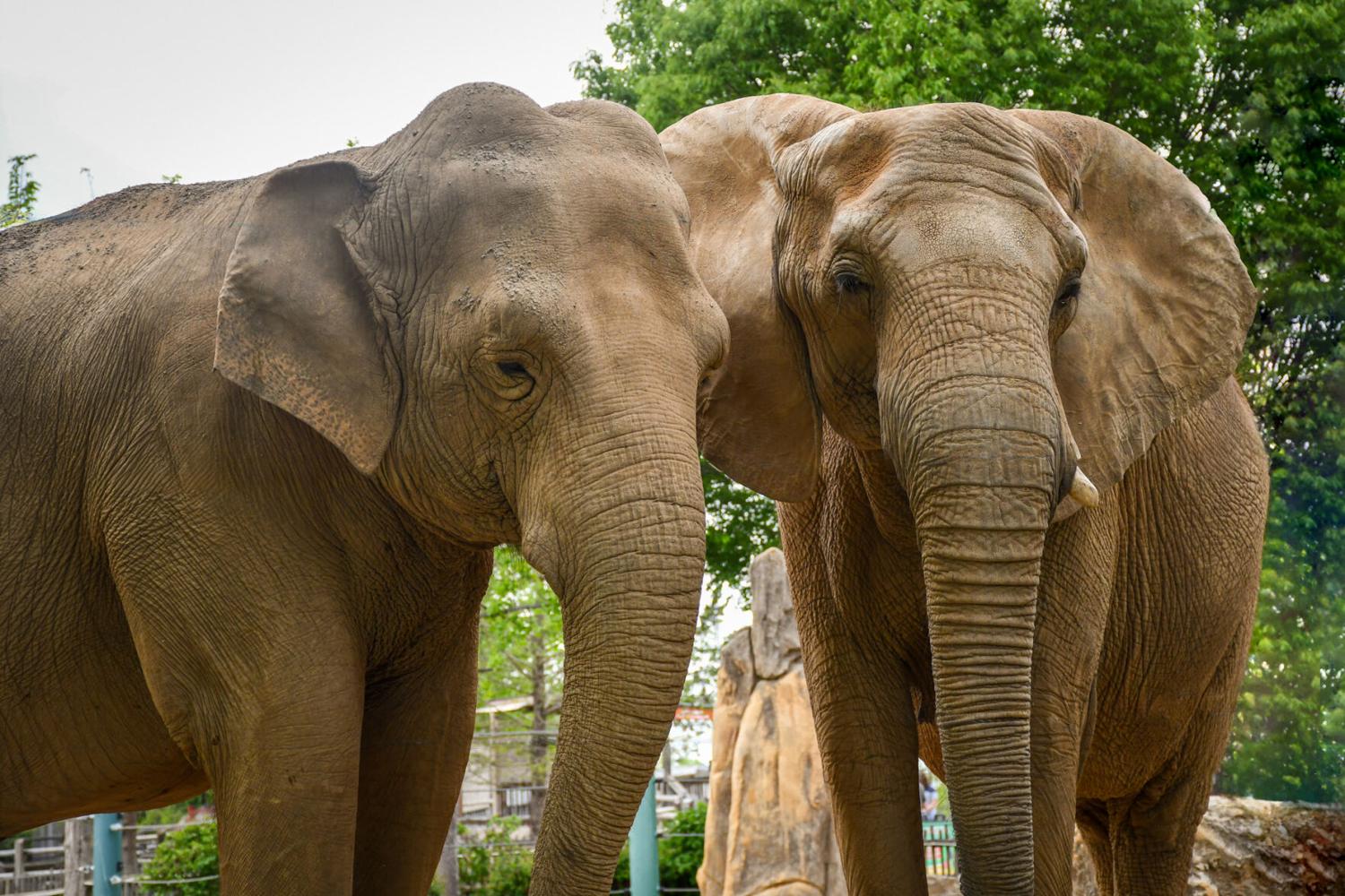 Louisville Zoo elephants Punch and Mikki arrive at 'retirement ...