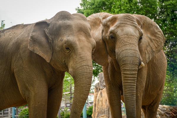Louisville Zoo elephants Punch and Mikki arrive at 'retirement ...