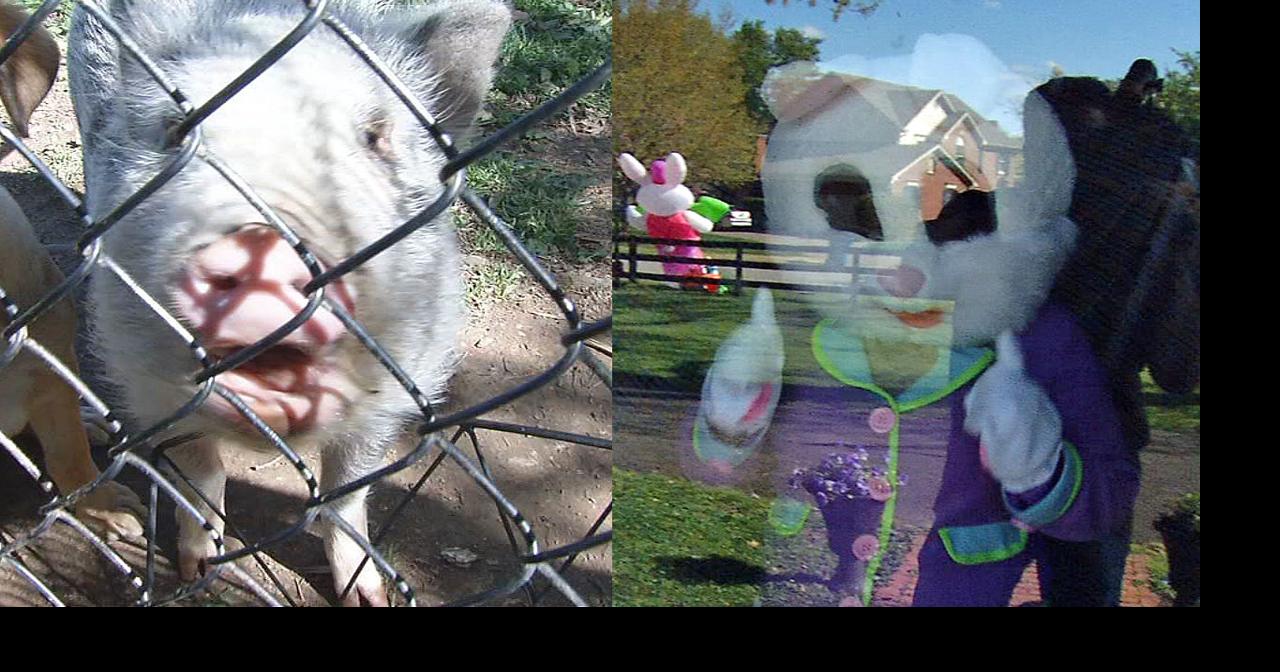 'Carl Pig' and the 'No-Contact Easter Bunny' provide entertainment for ...