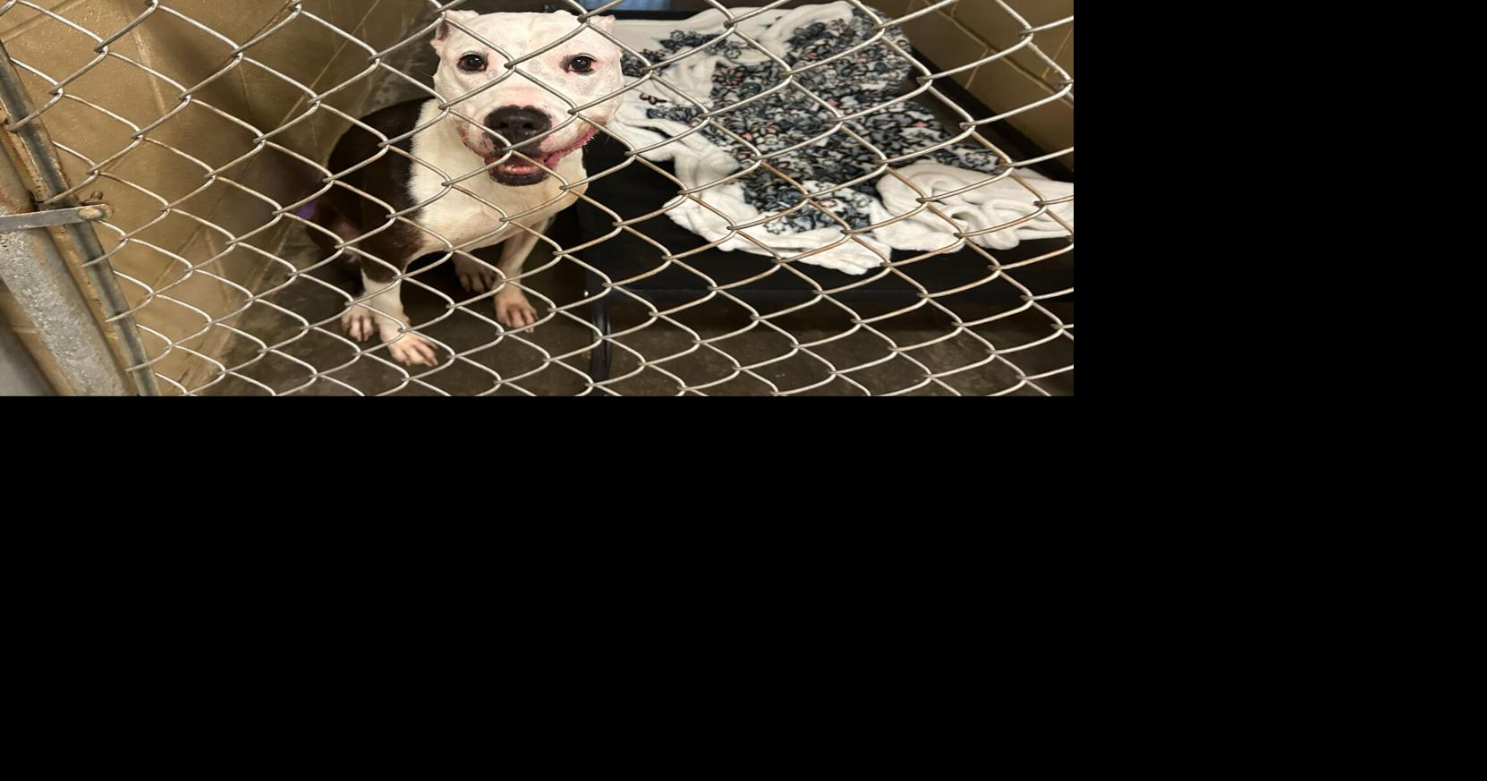 Dog thefts from Henry-Trimble county animal shelter prompts fundraiser ...