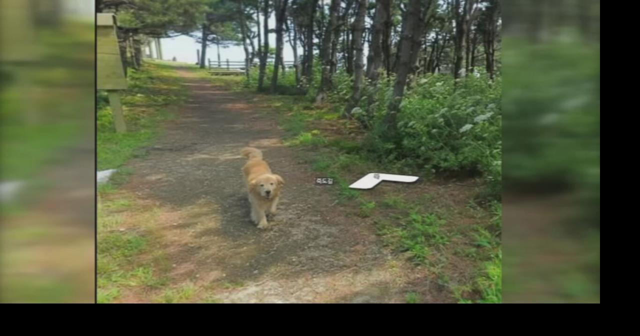 Golden retriever photobombs a Google Maps car | | wdrb.com