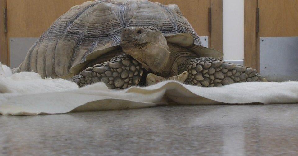 Fundraiser raises money for Spike the tortoise, who continues to fight ...