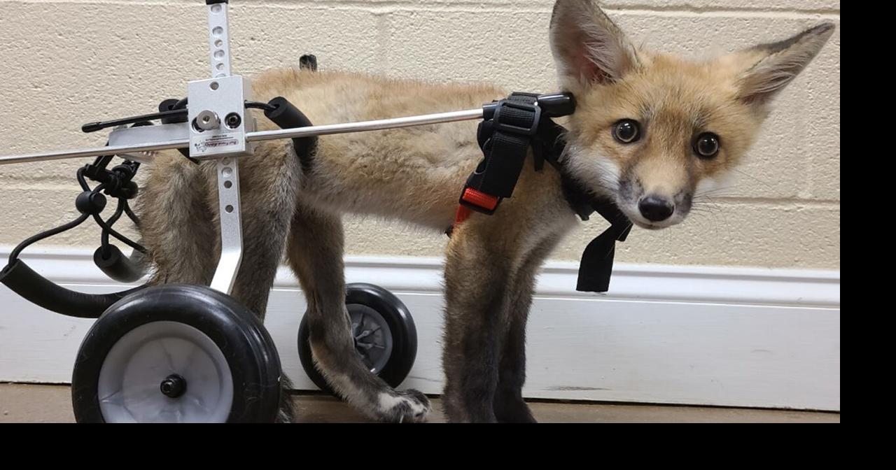 Fox rescued in Kentucky doing well, despite paralysis | Local News ...
