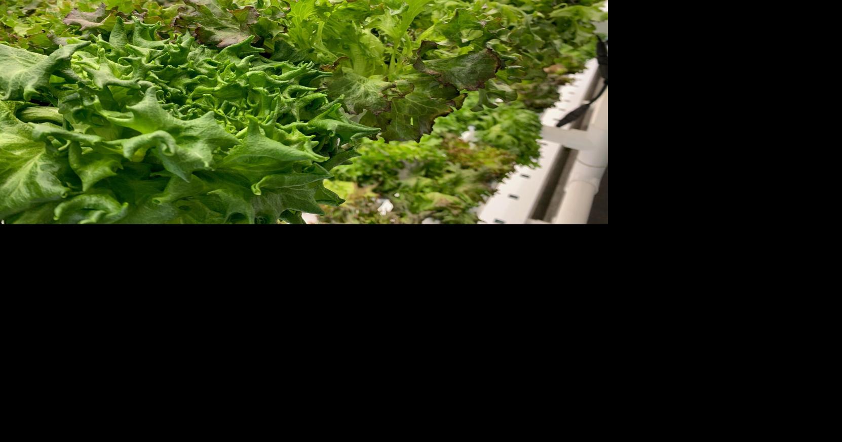 AppHarvest opens first-of-its-kind 'container farm classroom' at ...