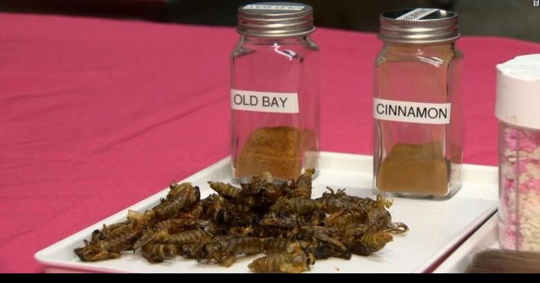 A Maryland candy company is cooking up chocolate covered cicadas ...