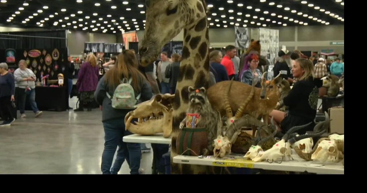 Oddities and Curiosities Expo offers unique collection of items in ...