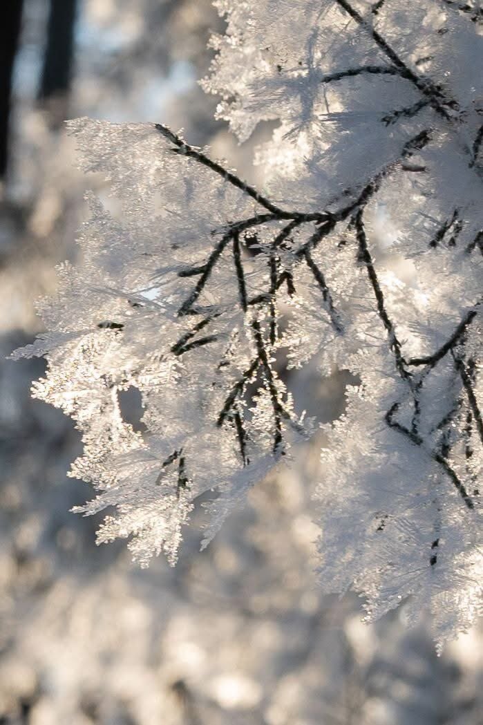 What Is Rime Ice? | | wdrb.com