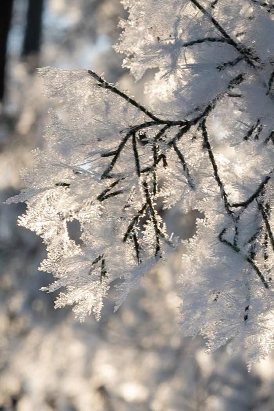 What Is Rime Ice? | | wdrb.com