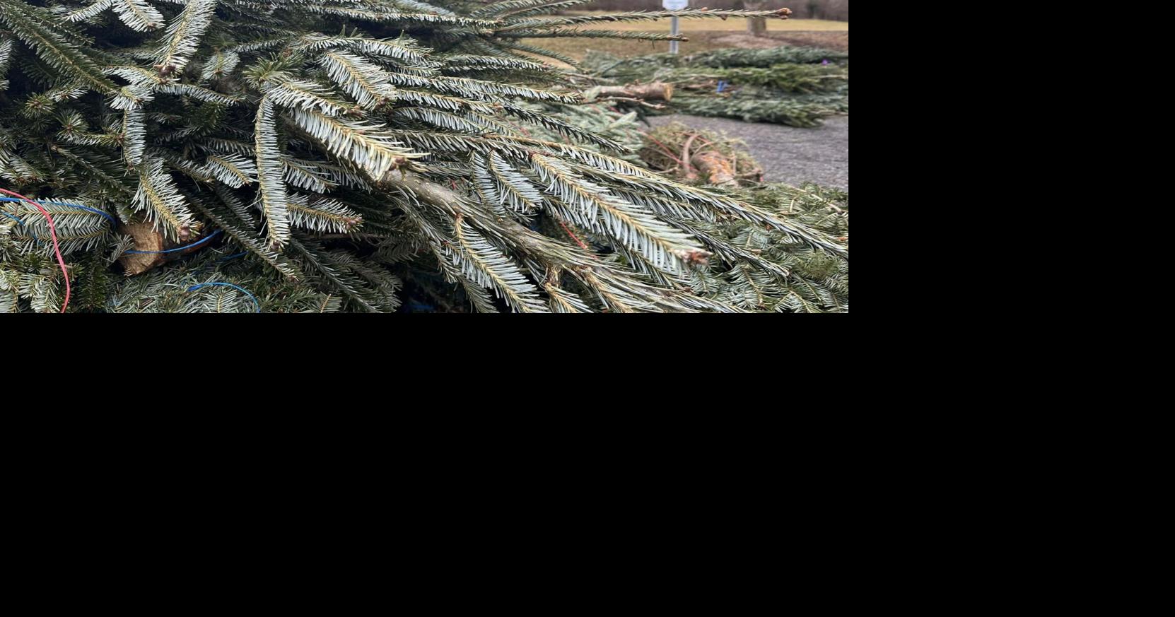 4 Christmas tree drop-off locations will soon be available in southern ...