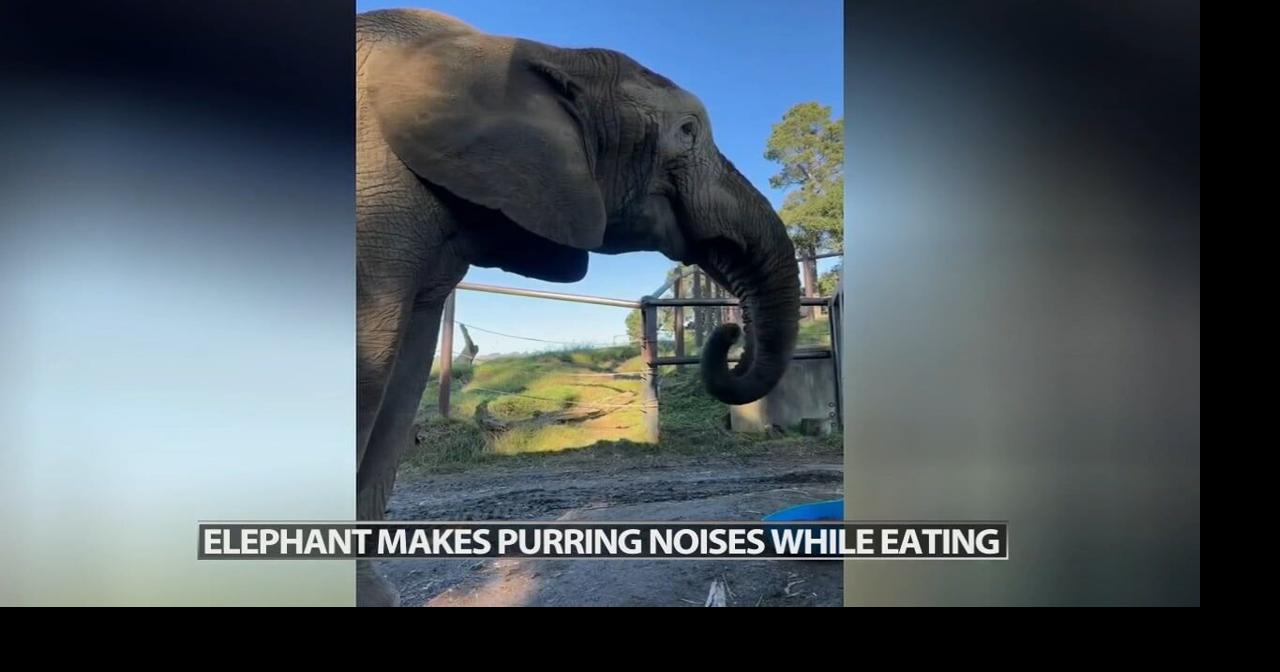 Elephant makes purring noise while snacking | | wdrb.com