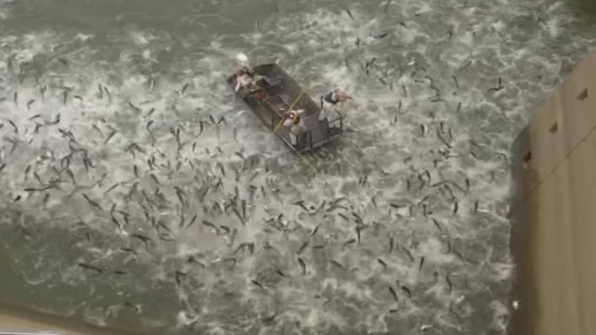 Local officials unveil new fish fence to protect waters from invasive ...