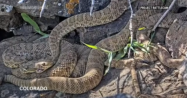 Rattlesnake cam! New livestream gives scientists a close look | | wdrb.com