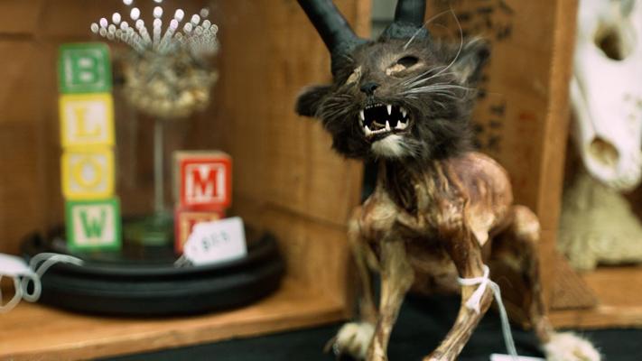 Oddities and Curiosities Expo in Louisville highlights strange, unusual ...