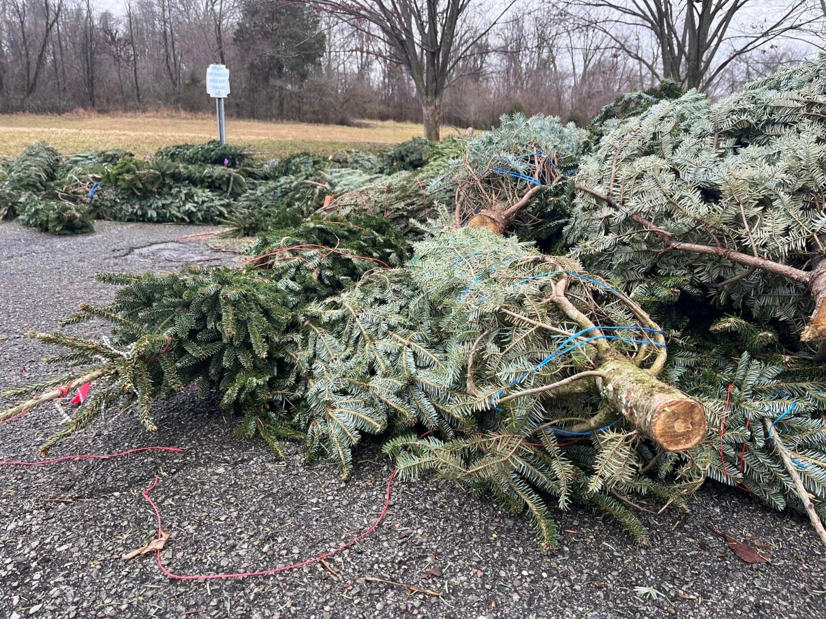 Louisville offers 3 drop-off sites for Christmas trees | Local News ...