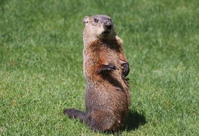 GROUNDHOG DAY: The History And Accuracy Of Punxsutawney Phil ...