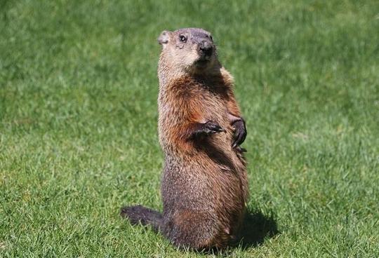 GROUNDHOG DAY: The History And Accuracy Of Punxsutawney Phil ...