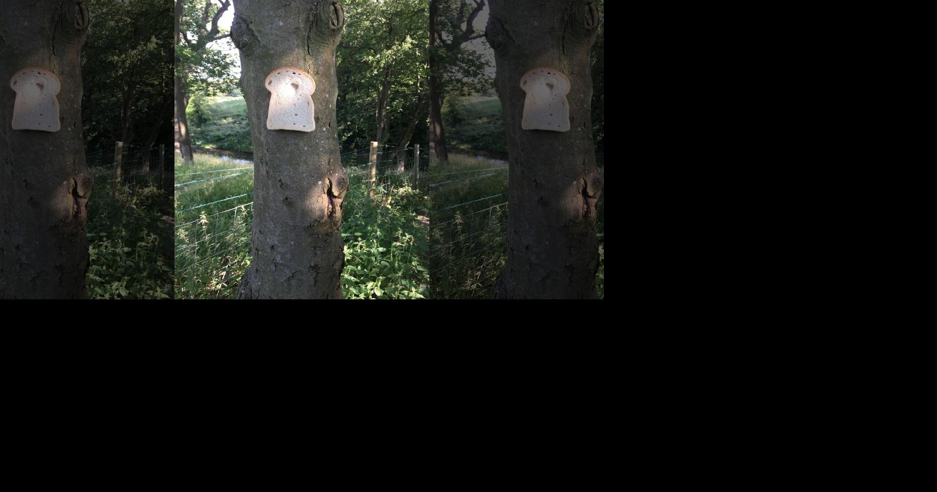 People in England are stapling bread to trees and sharing the photos on ...