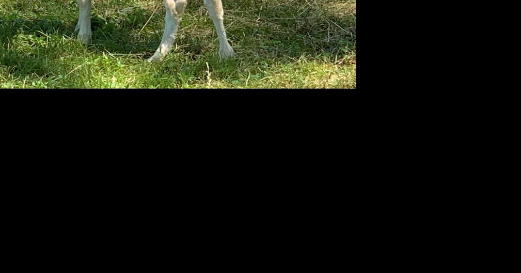 Louisville Zoo announces name of addax calf born during pandemic | News ...