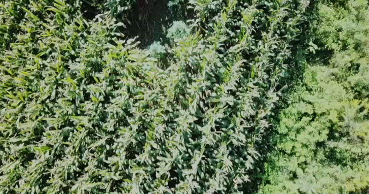 Police find marijuana plants growing in Indiana cornfield | Local News ...
