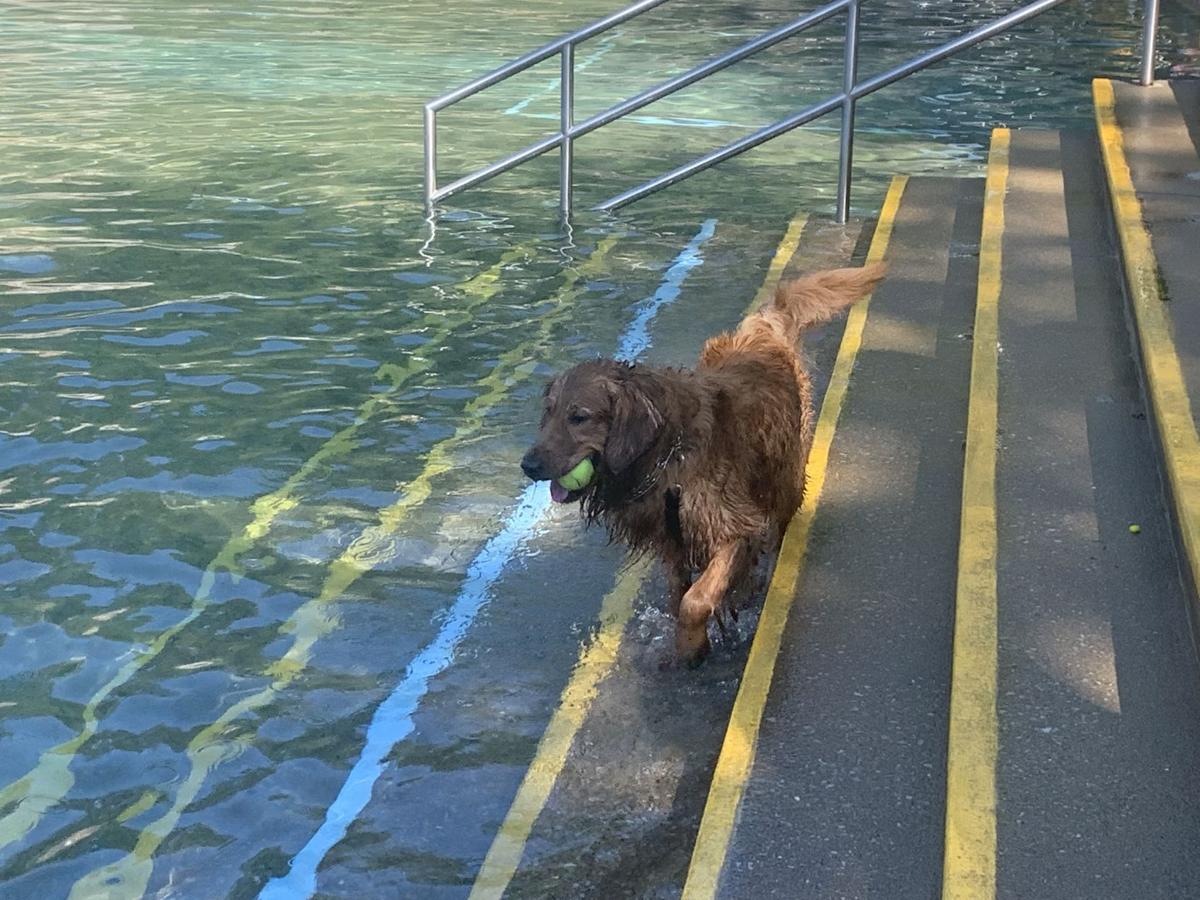 IMAGES | Dogs cool off at Lakeside Swim Club's annual 'Doggie Dip ...
