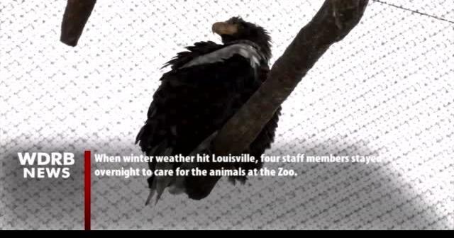 Louisville Zoo animals enjoy snow day, staff preps to reopen | Wdrb ...
