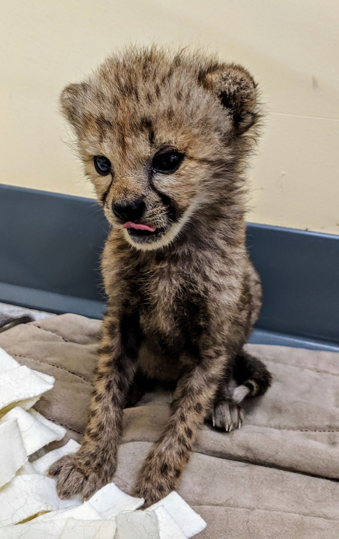'Nanny dog' coming out of retirement to care for Cincinnati Zoo's baby ...