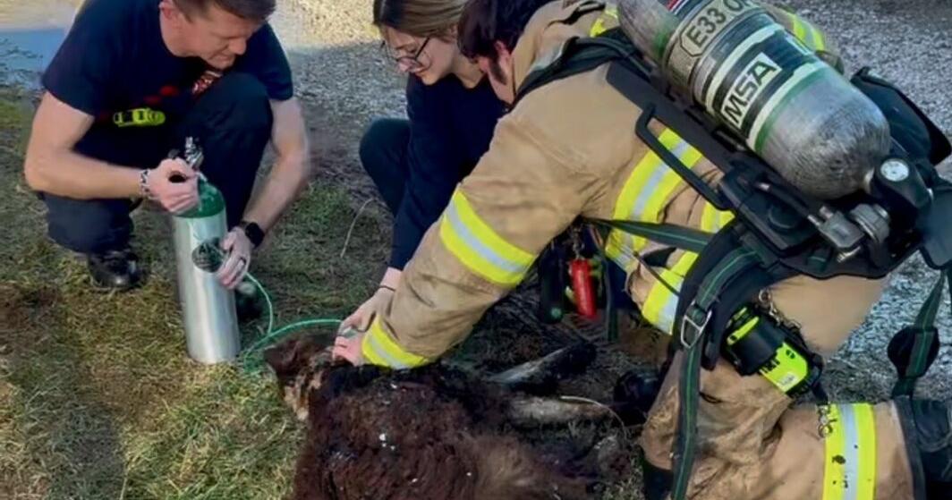 Southern Indiana firefighters rescue 4 dogs, cat from house fire ...