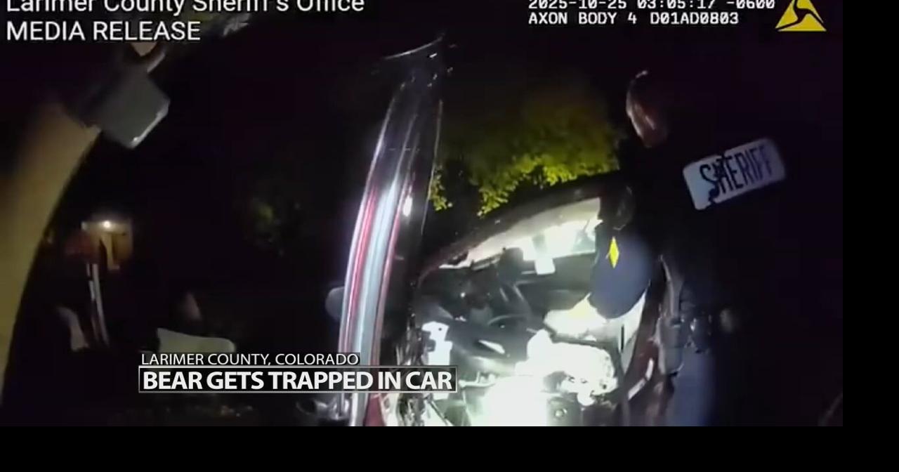 Bear gets trapped in car in Colorado | | wdrb.com