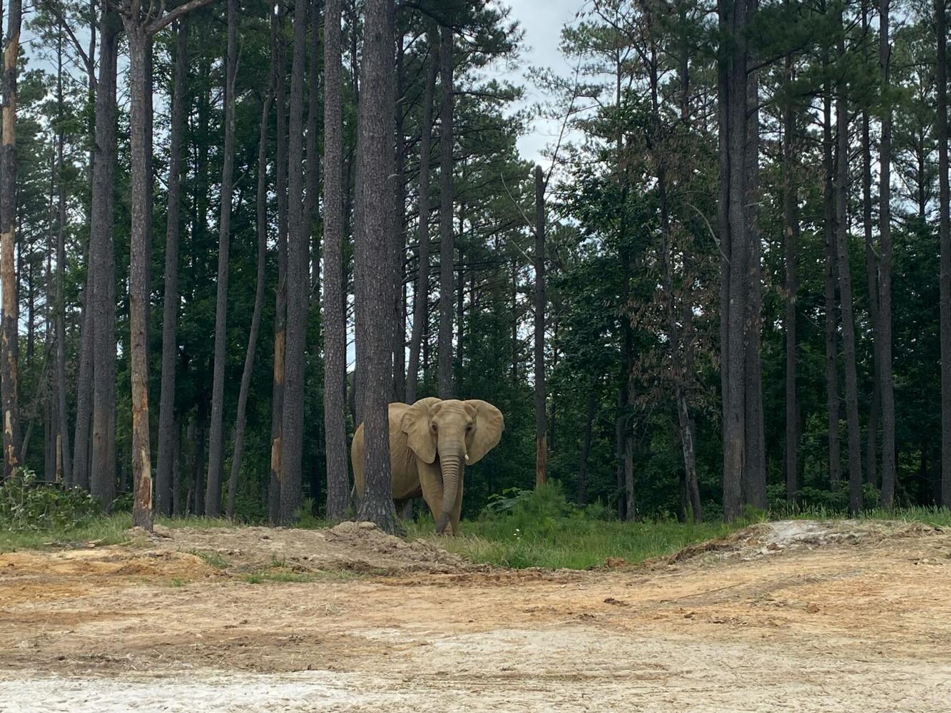 Louisville Zoo elephants Punch and Mikki arrive at 'retirement ...