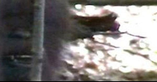 VIDEO PROOF? Bigfoot lives in the woods of Kentucky | Morning | wdrb.com