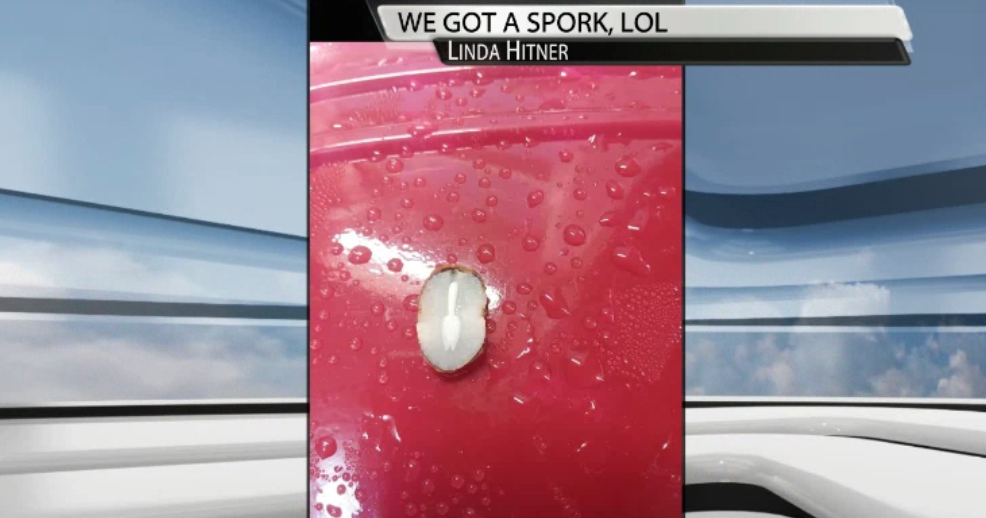 2023 Persimmon Seed Prediction | Weather Blog | wdrb.com