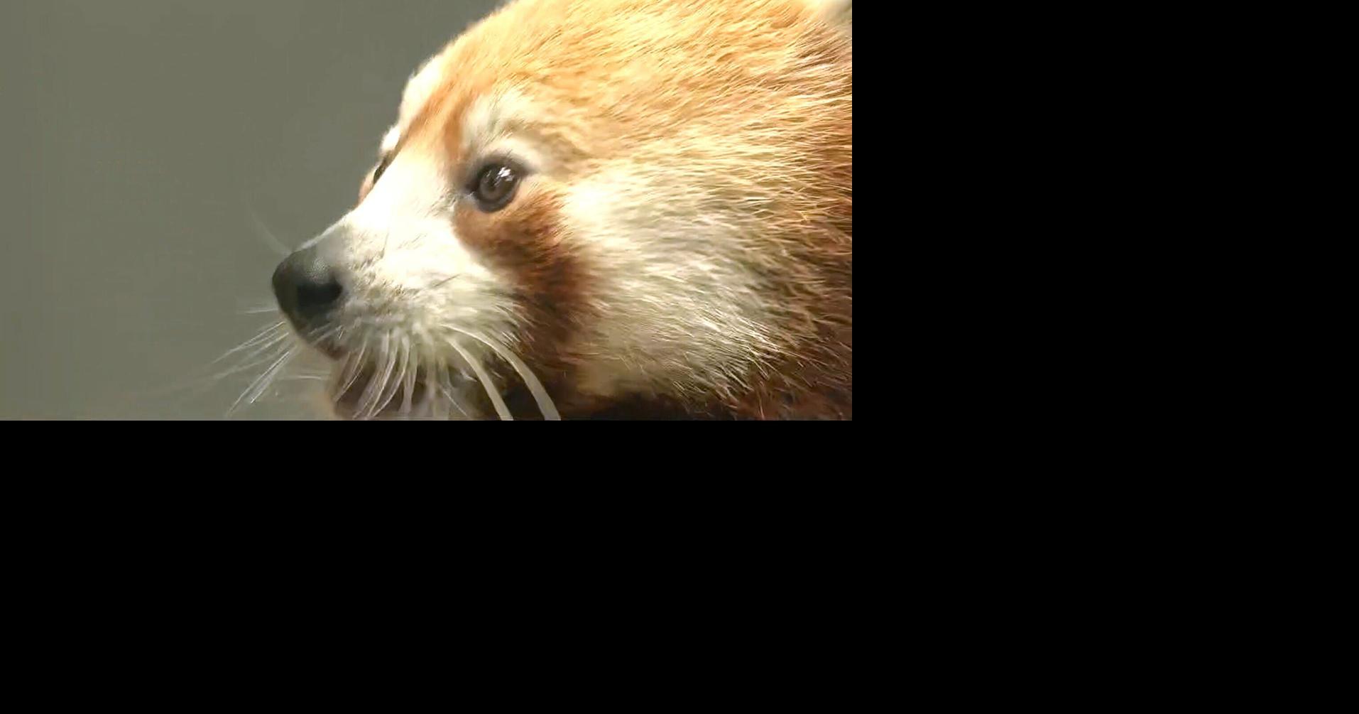 WATCH | Louisville Zoo reveals its newest Glacier Run resident | | wdrb.com